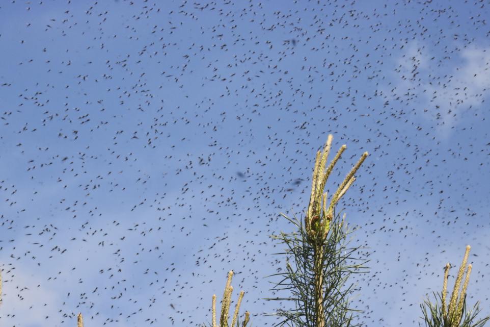 What 'flying ant day' is and when to expect it to happen | Rhyl Journal